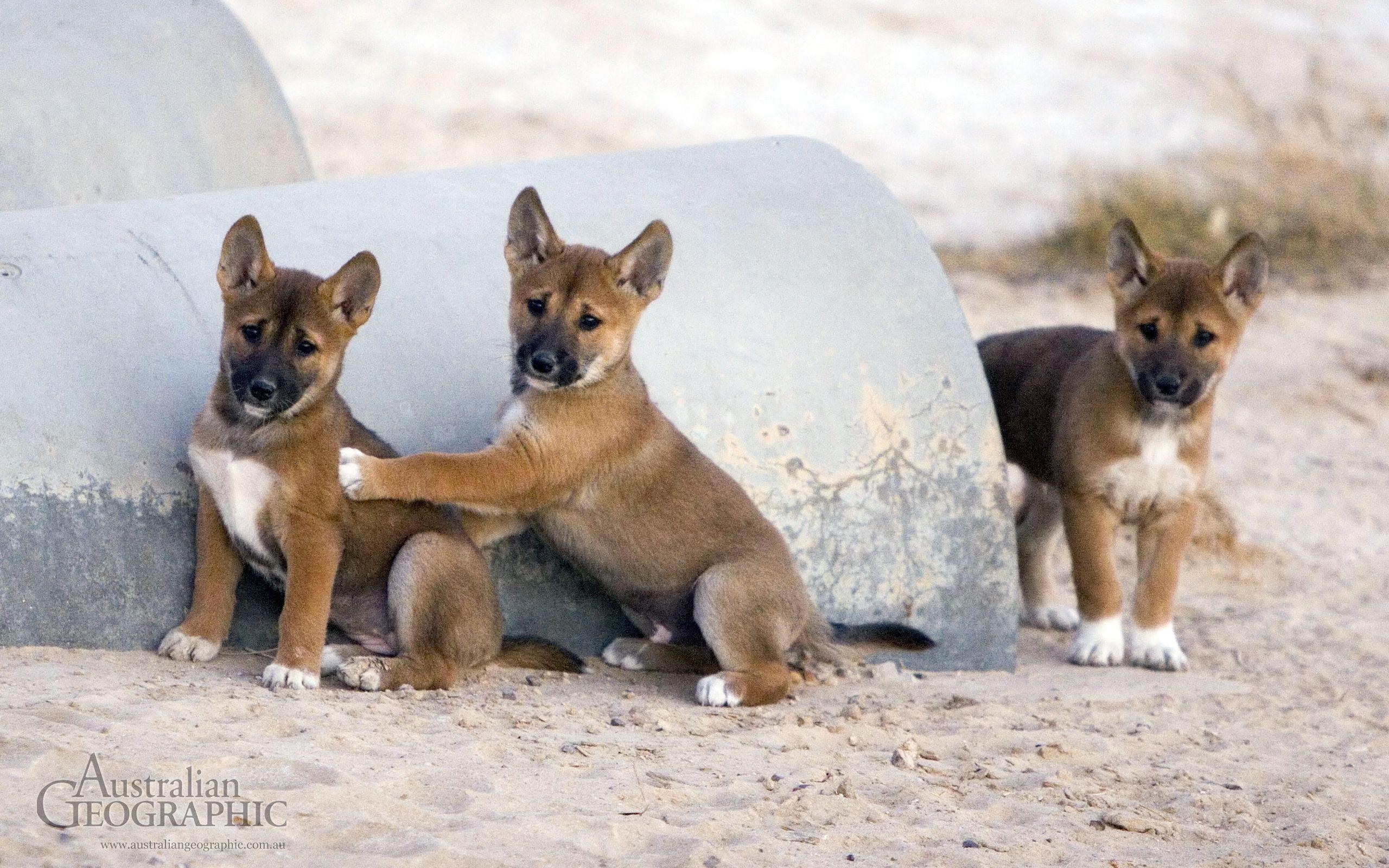 Dingo Wallpapers - Wallpaper Cave