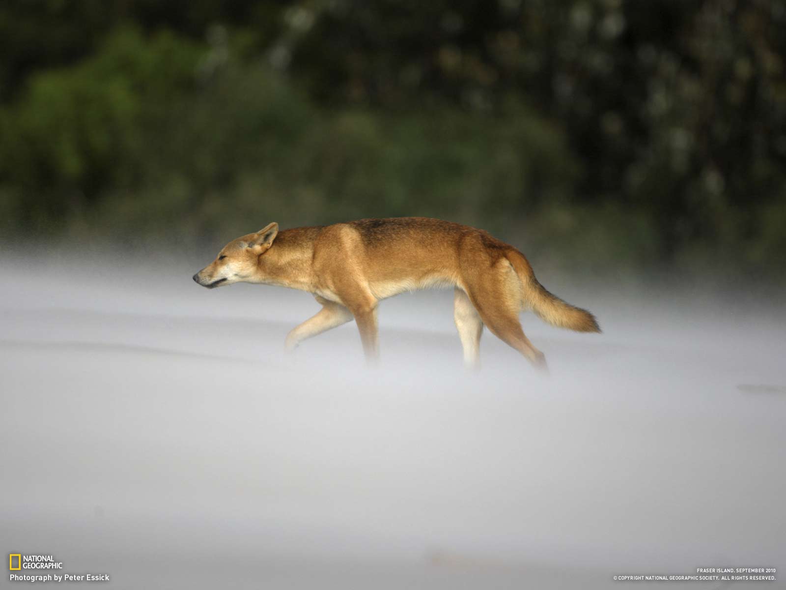 Dingo Wallpapers - Wallpaper Cave