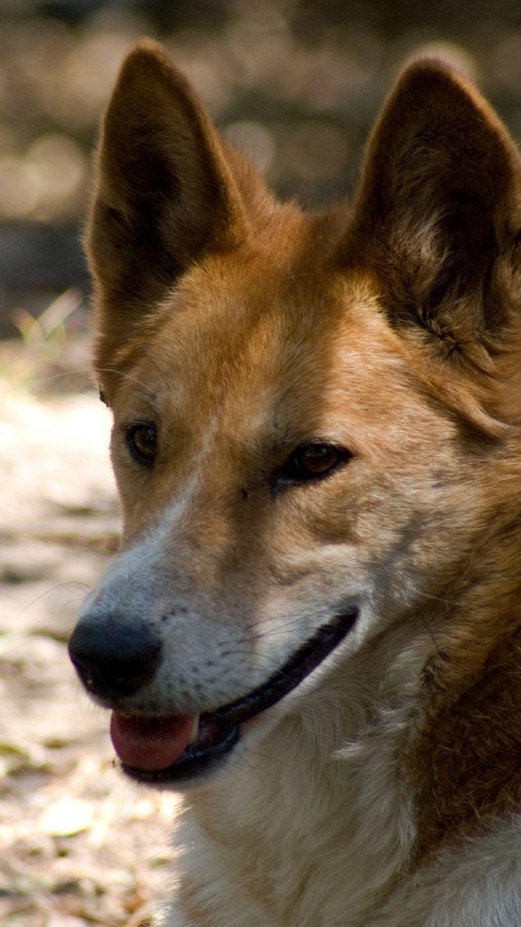 Dingo Wallpapers - Wallpaper Cave