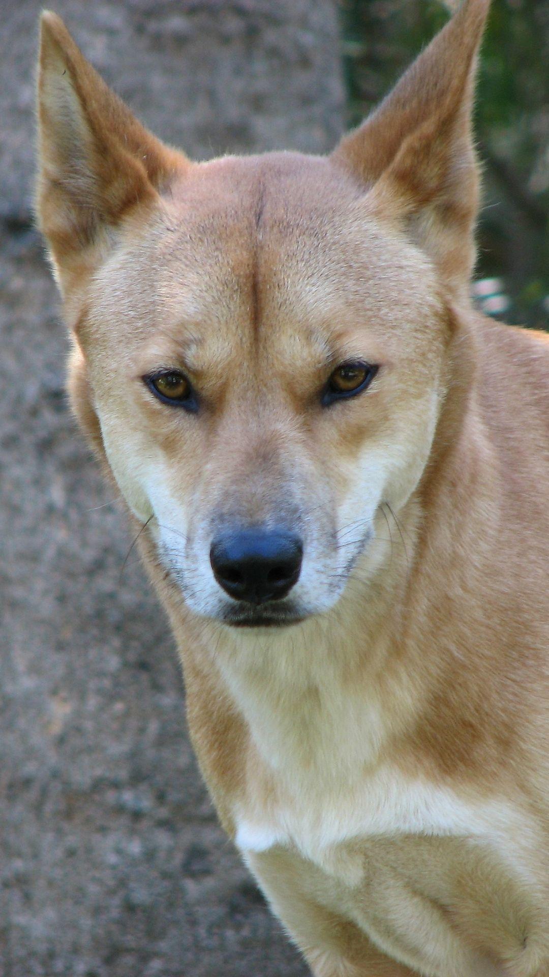 Dingo Wallpapers - Wallpaper Cave