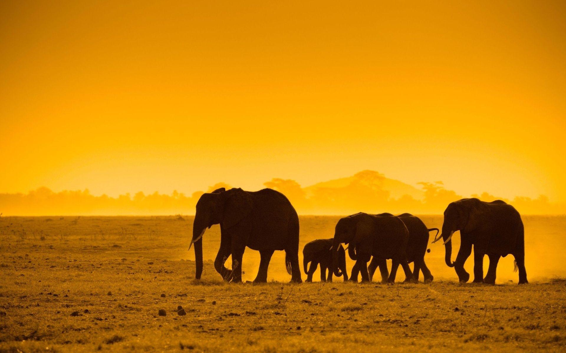 South African Animals Wallpapers Wallpaper Cave