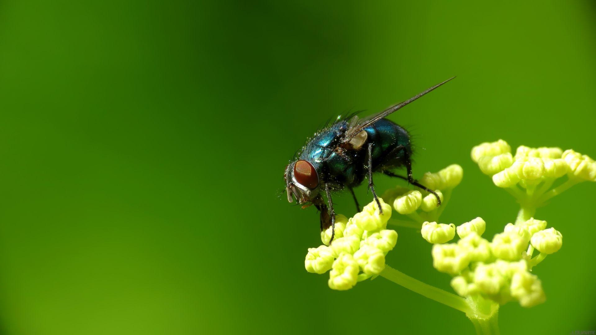 Flies Wallpapers - Wallpaper Cave