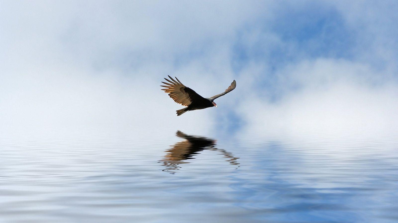 Flies Wallpapers - Wallpaper Cave