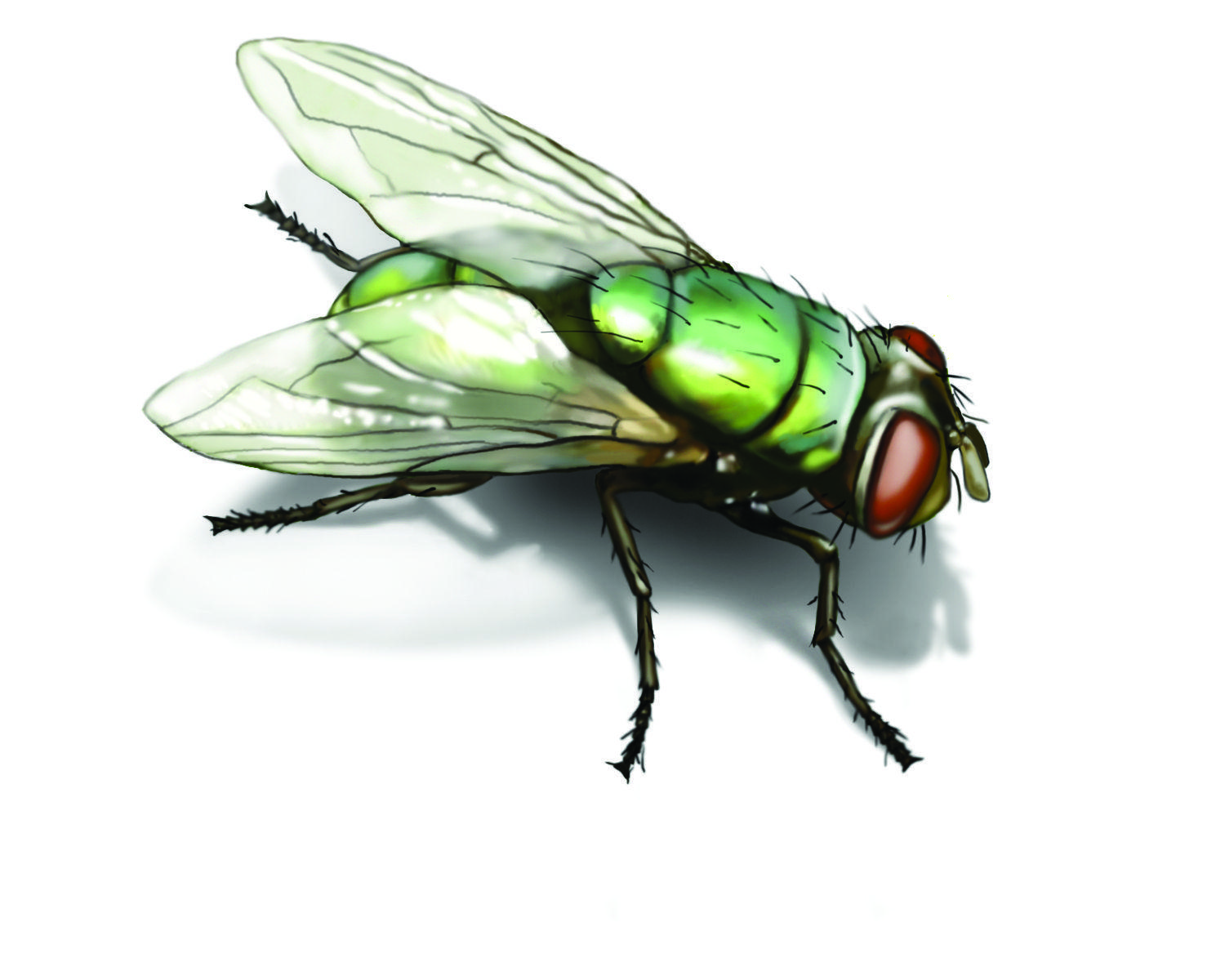 Flies Wallpapers - Wallpaper Cave