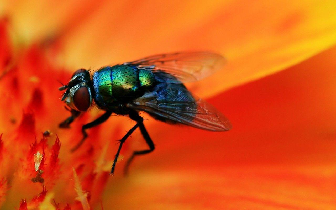 Flies Wallpapers - Wallpaper Cave