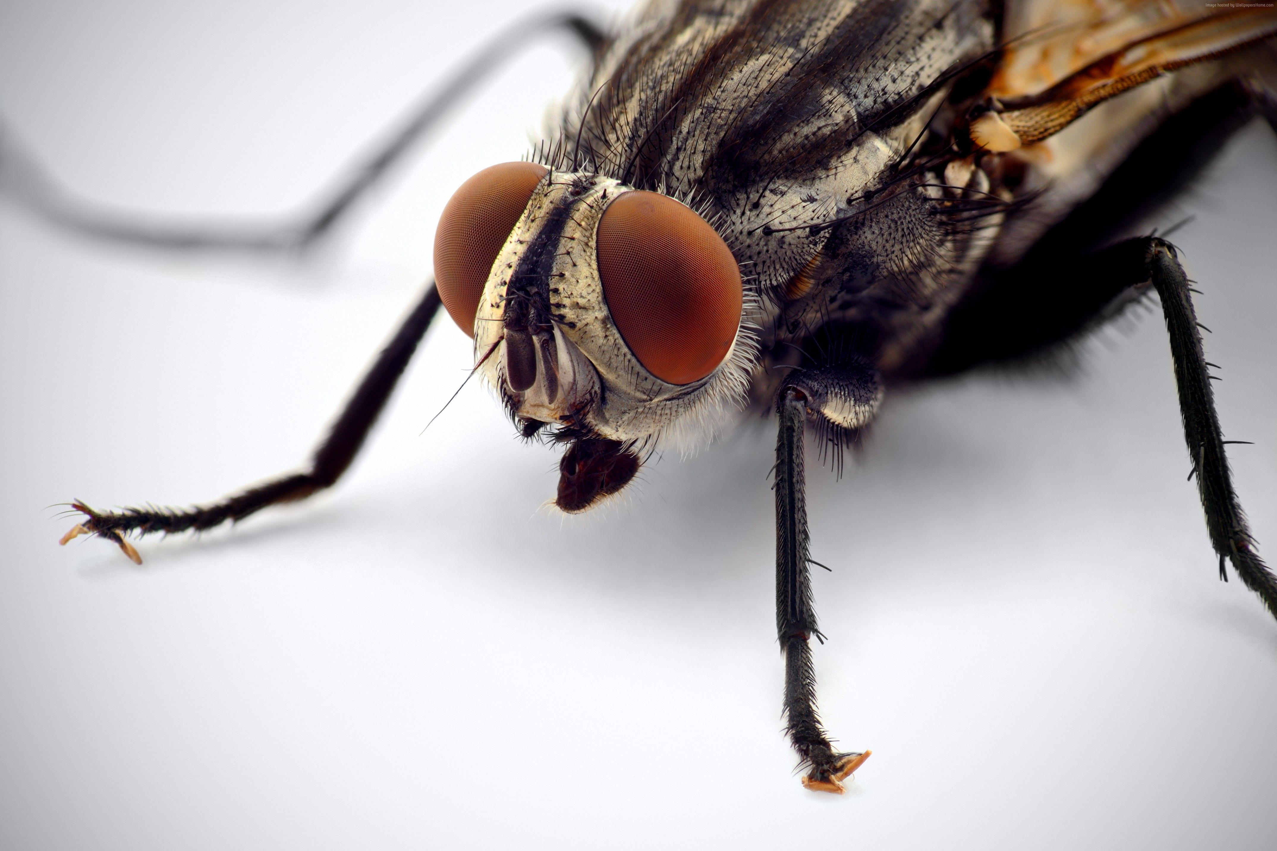 Flies Wallpapers - Wallpaper Cave