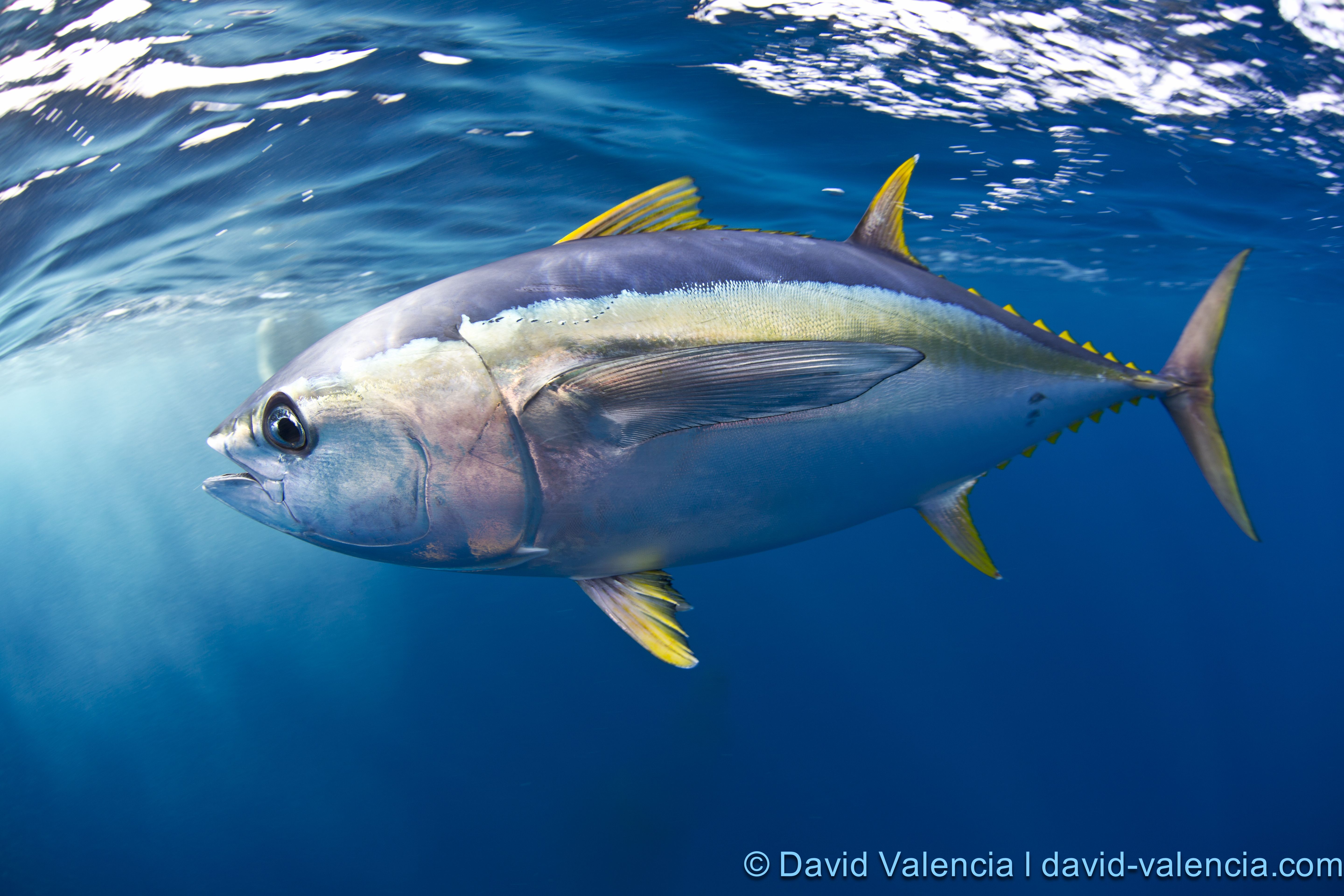 Tuna voicemod