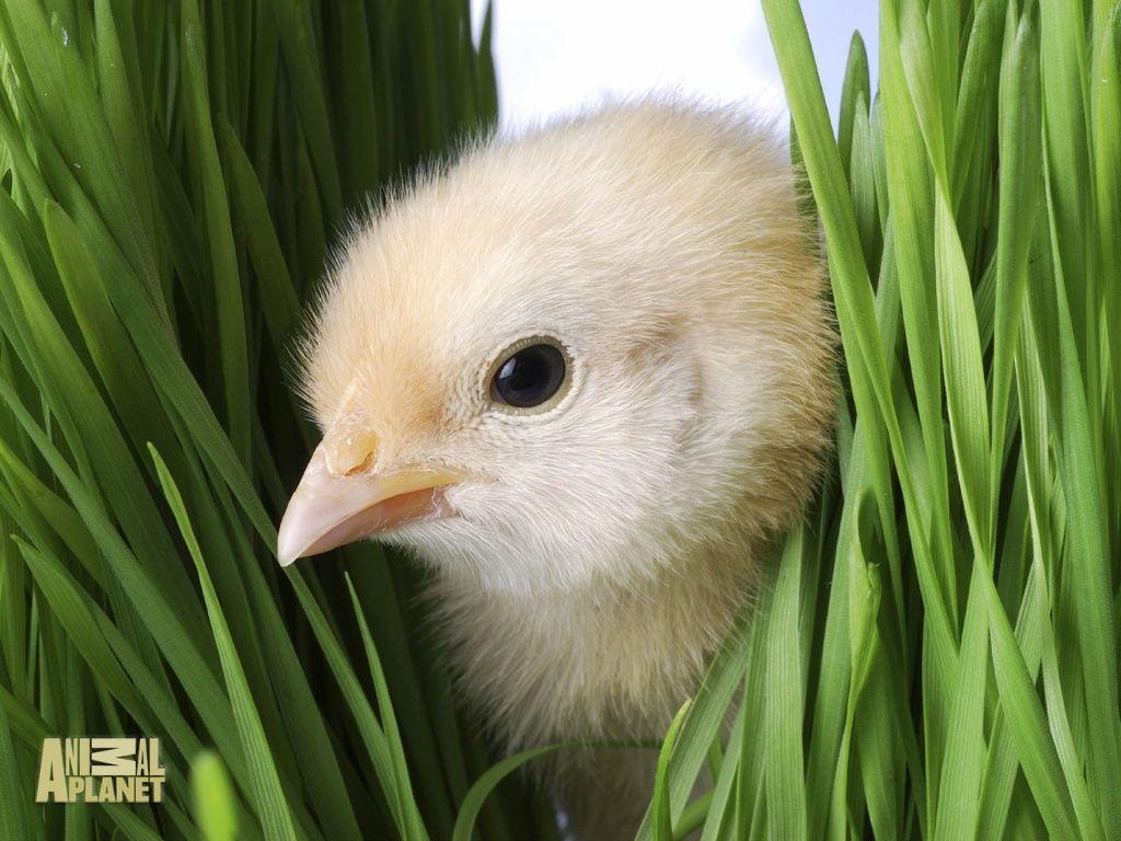 Baby Chicks Easter Wallpapers - Wallpaper Cave