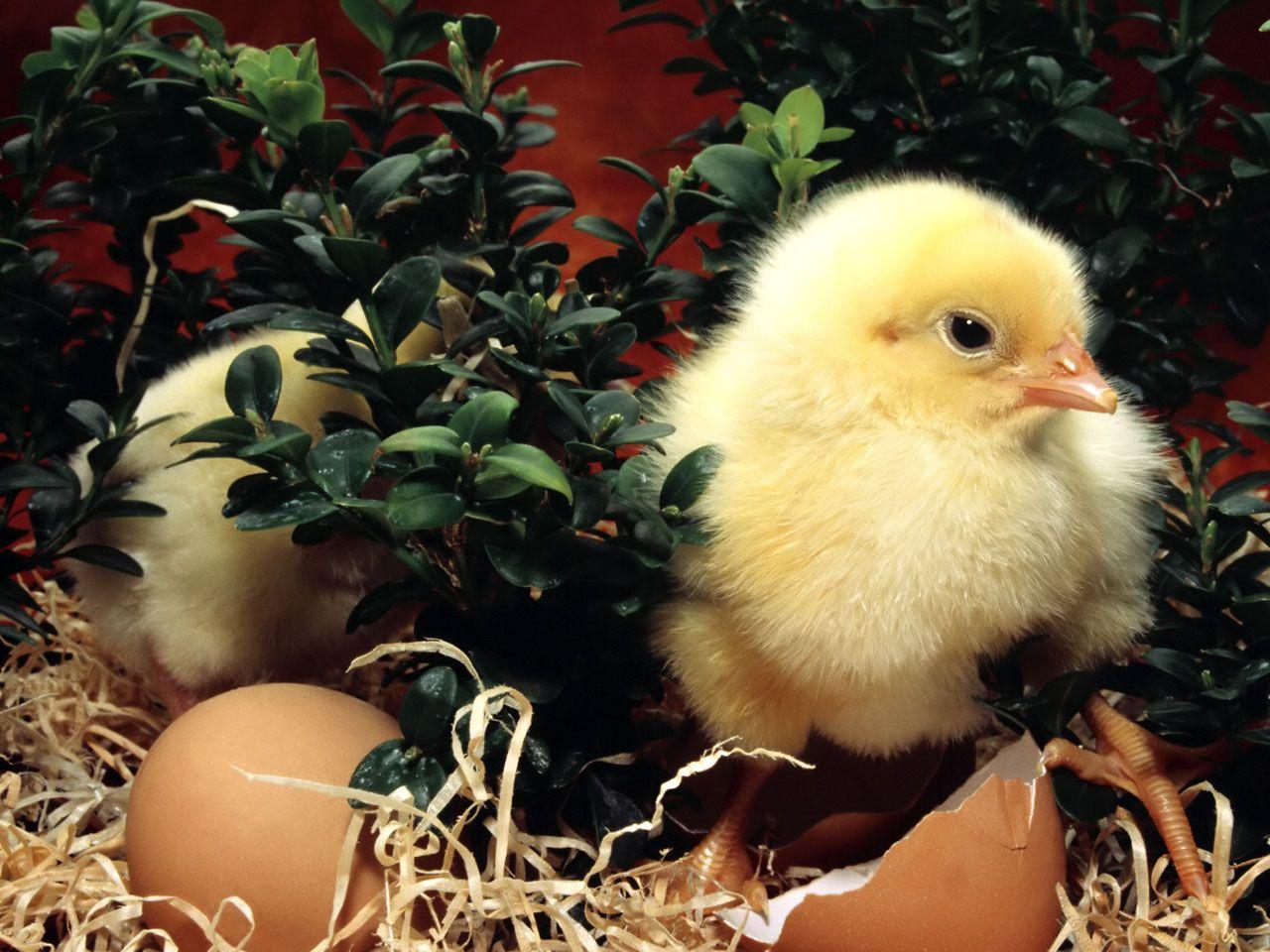 Baby Chicks Easter Wallpapers - Wallpaper Cave