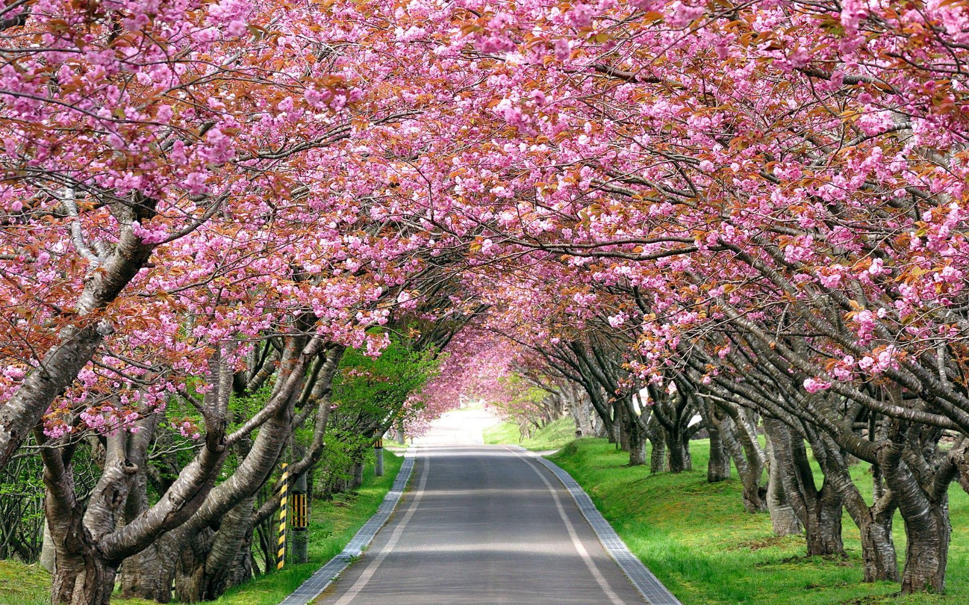 Cherry Tree Wallpapers - Wallpaper Cave