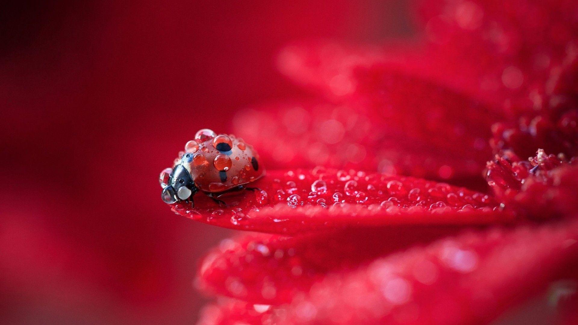 Ladybird Wallpapers - Wallpaper Cave