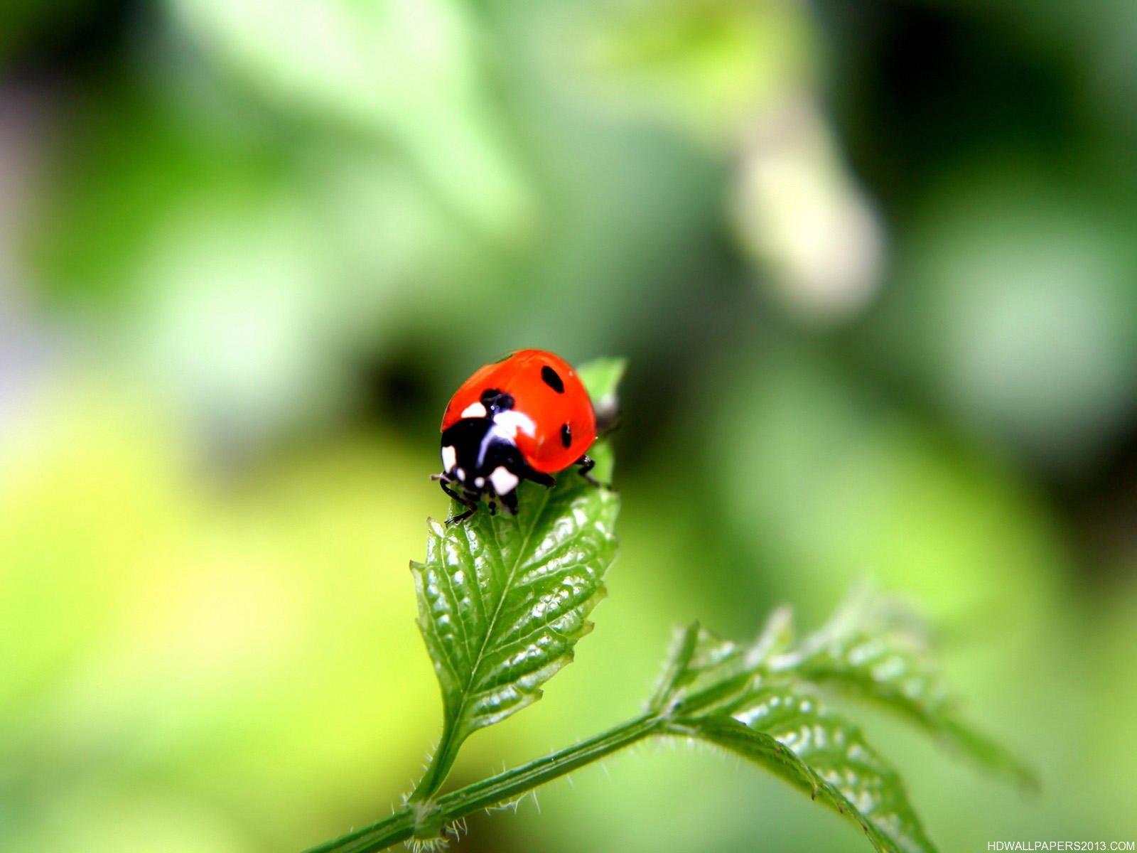 Ladybird Wallpapers - Wallpaper Cave