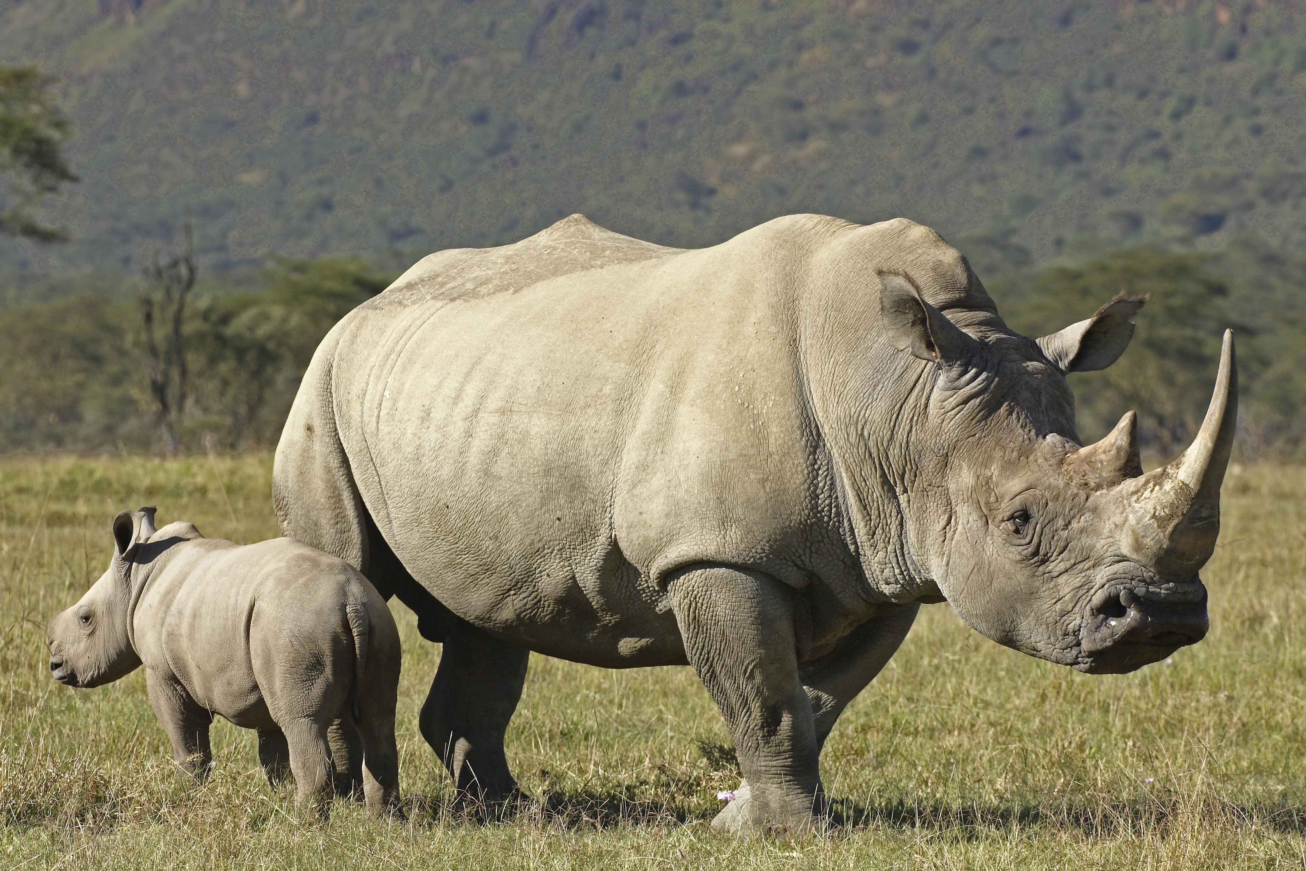 Rhino 4k Wallpapers Wallpaper Cave Rhino 4k Wallpapers Wallpaper Cave