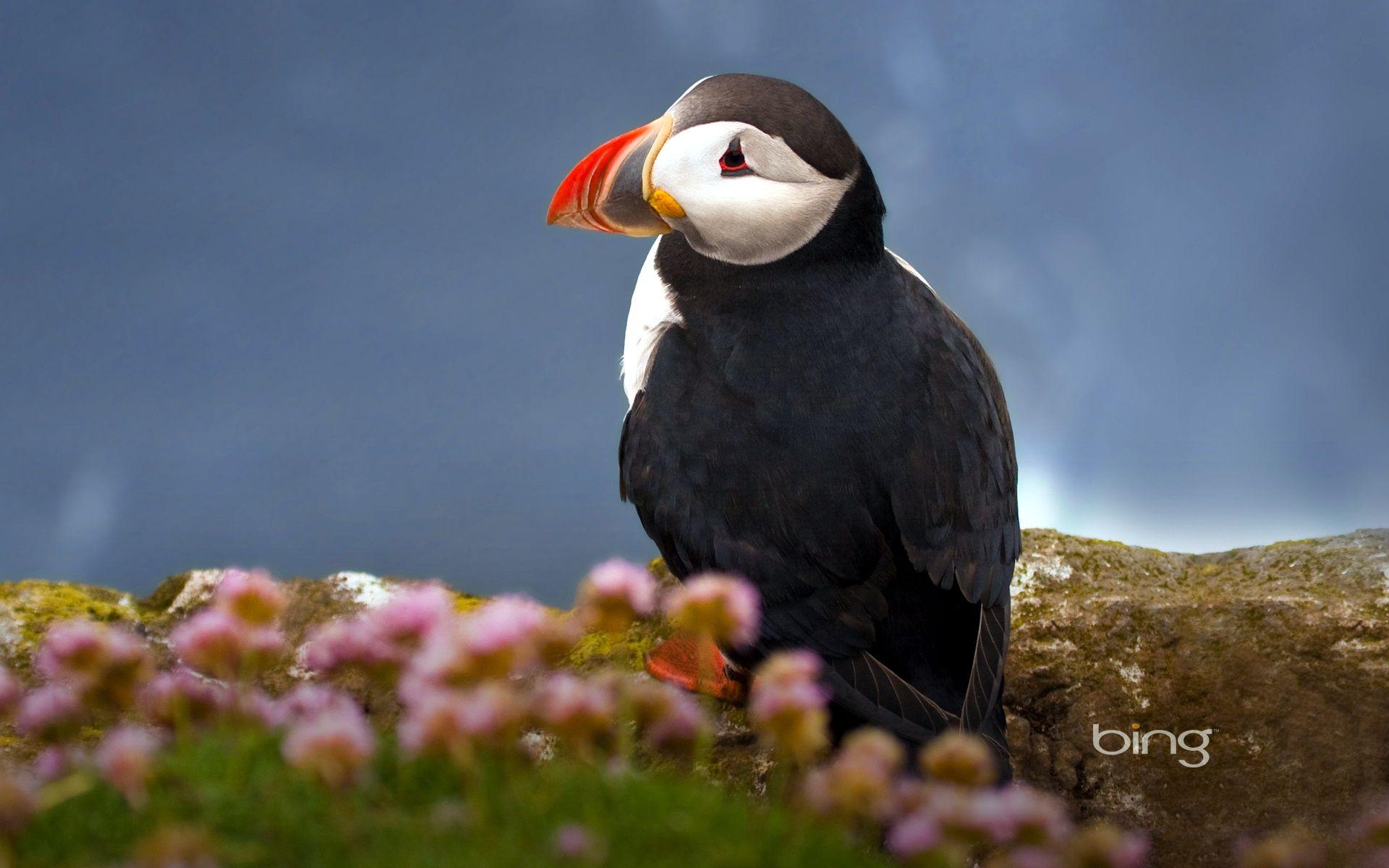 Puffin Wallpapers - Wallpaper Cave