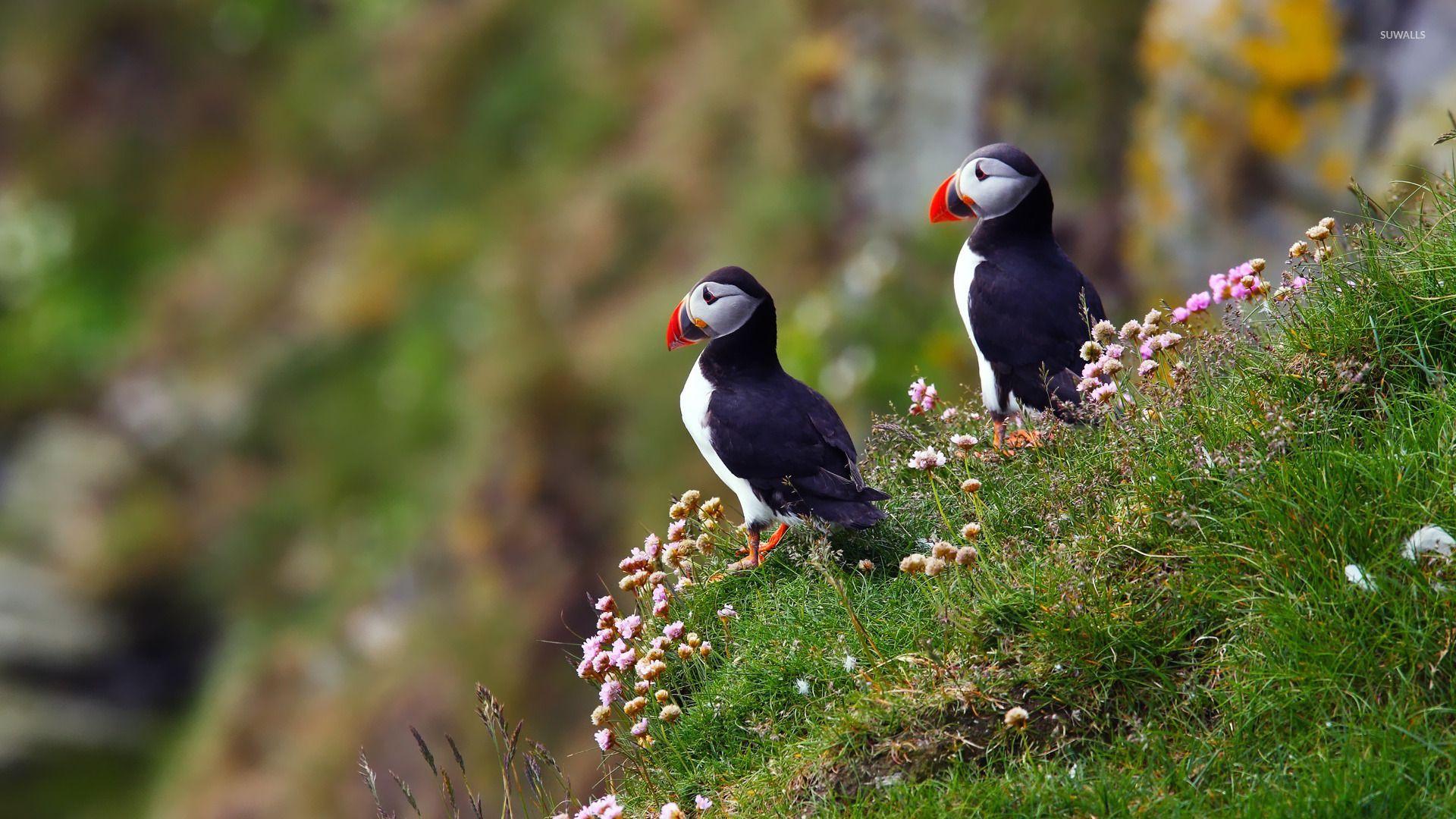 Puffin Wallpapers - Wallpaper Cave