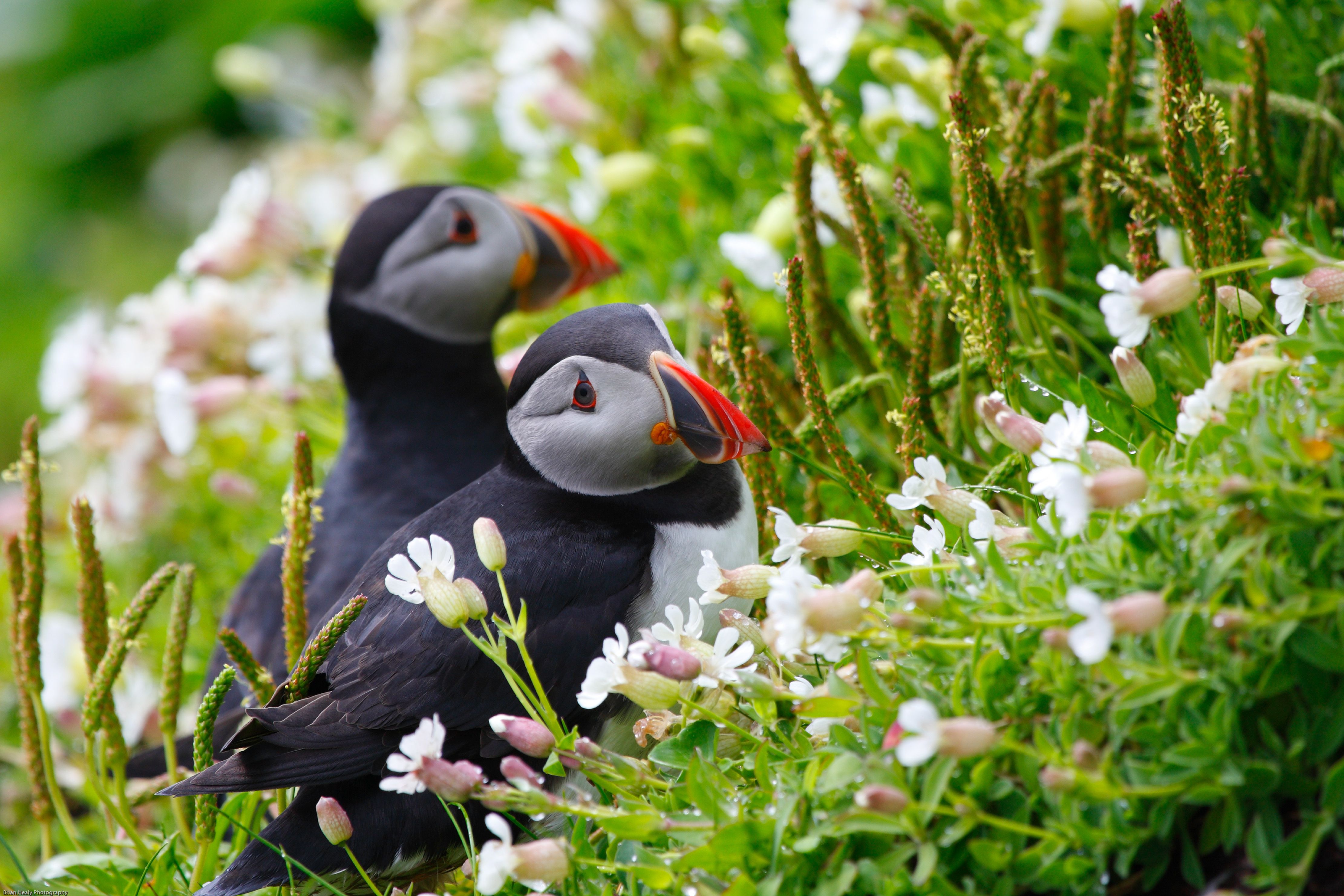 Puffin Wallpapers - Wallpaper Cave