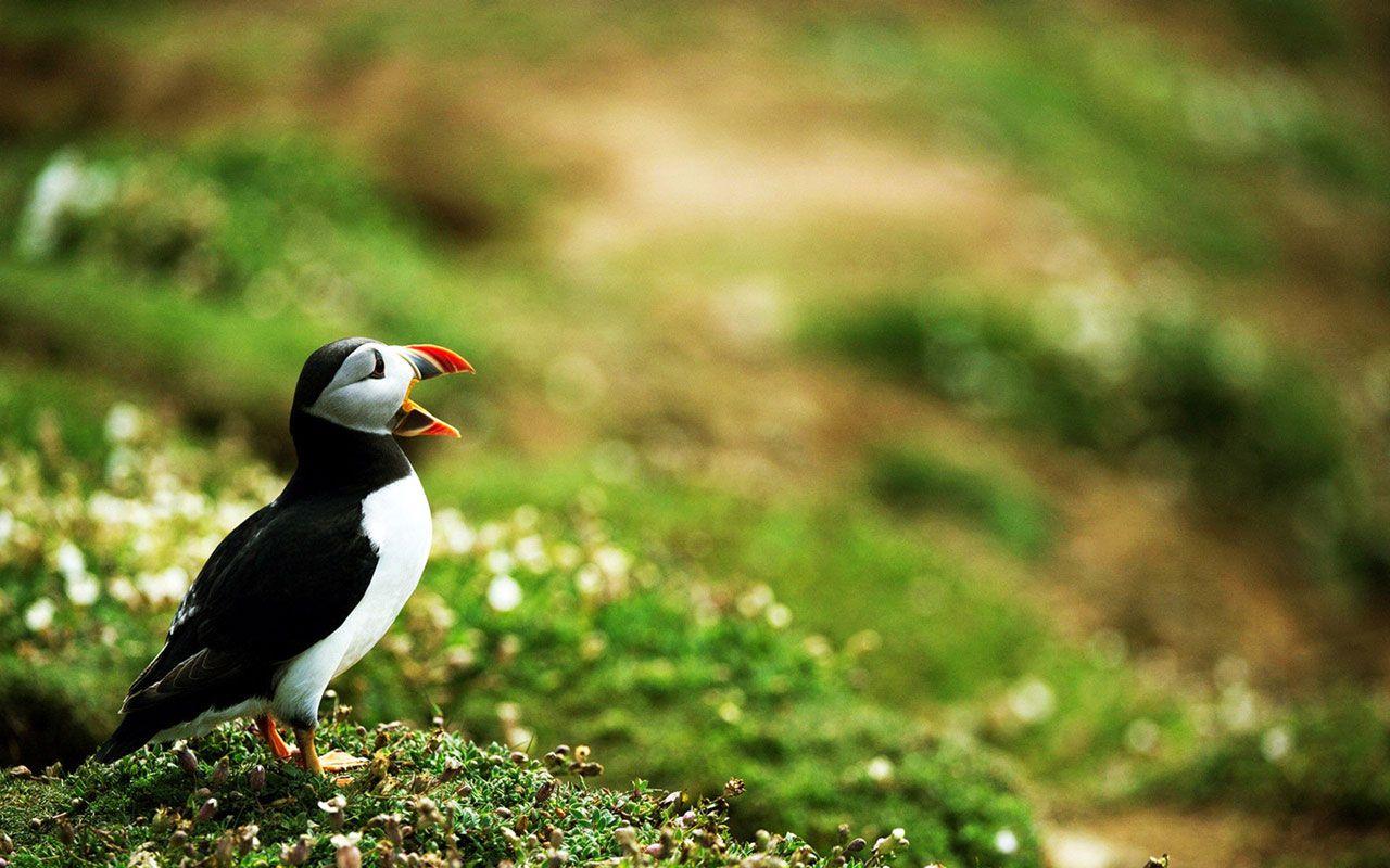 Puffin Wallpapers - Wallpaper Cave