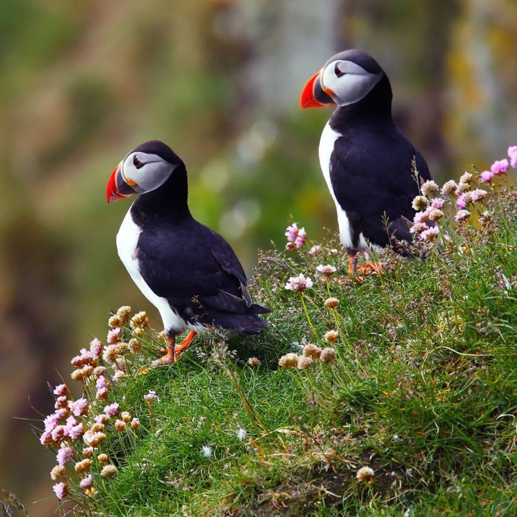 Puffin Wallpapers - Wallpaper Cave