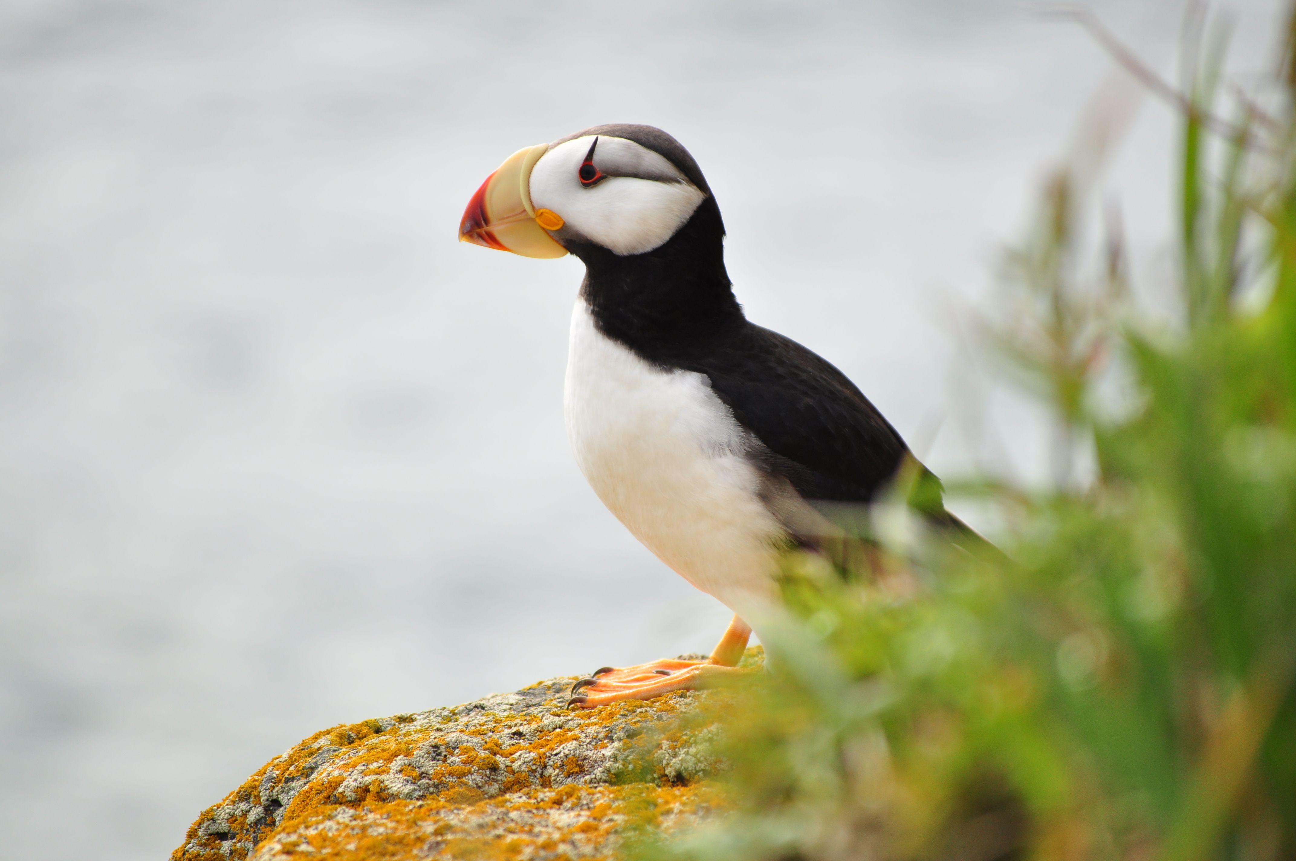 Puffin Wallpapers - Wallpaper Cave