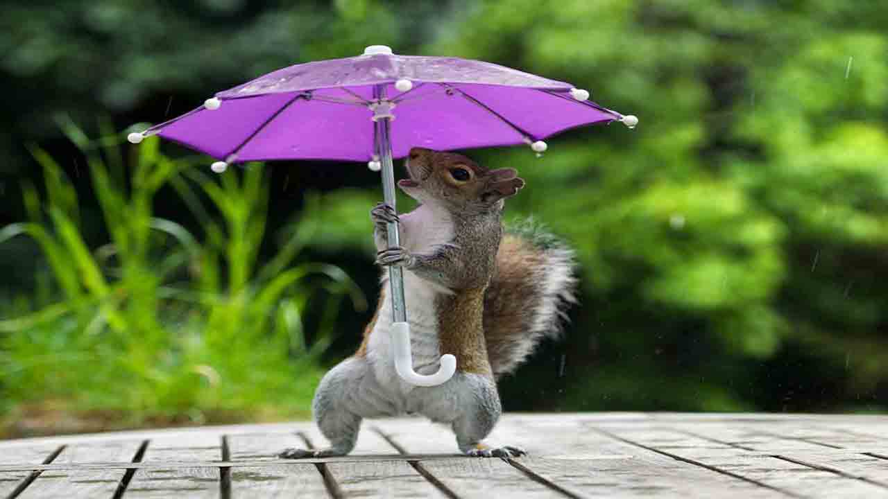 Squirrels Wallpapers - Wallpaper Cave