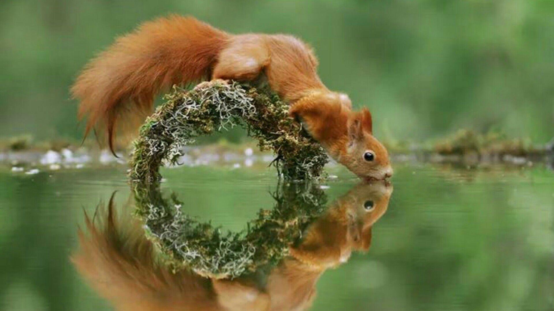 Squirrels Wallpapers - Wallpaper Cave