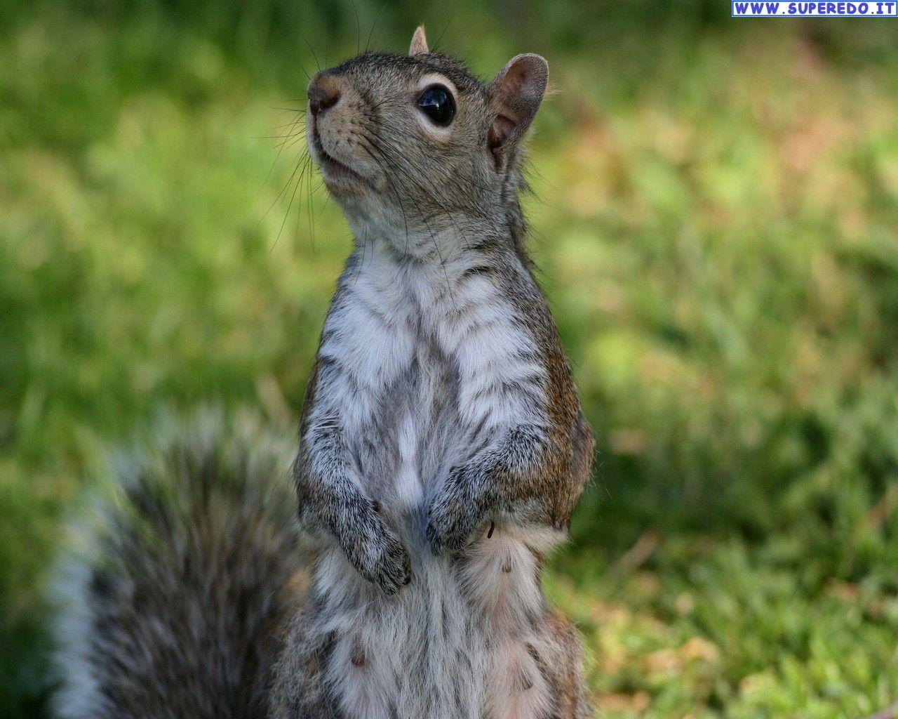 Squirrels Wallpapers - Wallpaper Cave