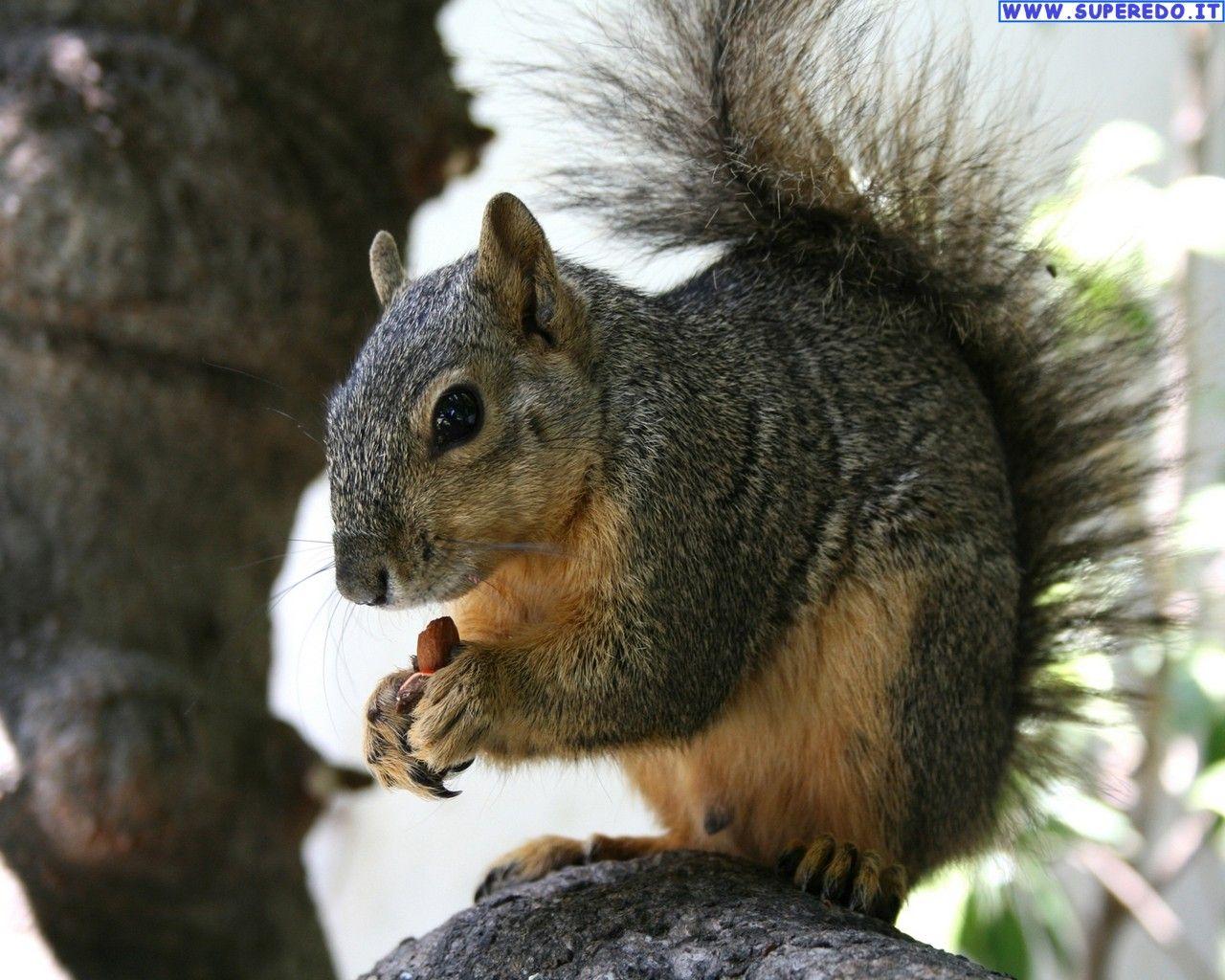 Squirrels Wallpapers - Wallpaper Cave