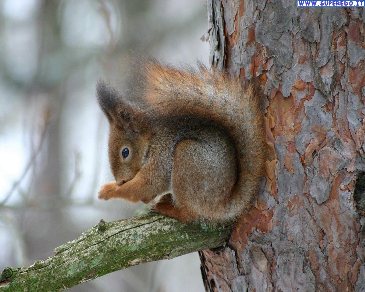 Squirrels Wallpapers - Wallpaper Cave