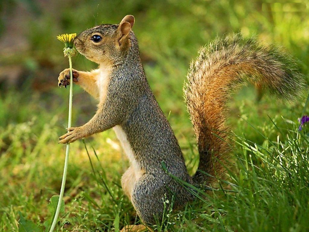 Squirrels Wallpapers - Wallpaper Cave