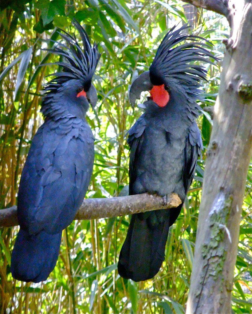 Cockatoo Wallpapers Wallpaper Cave