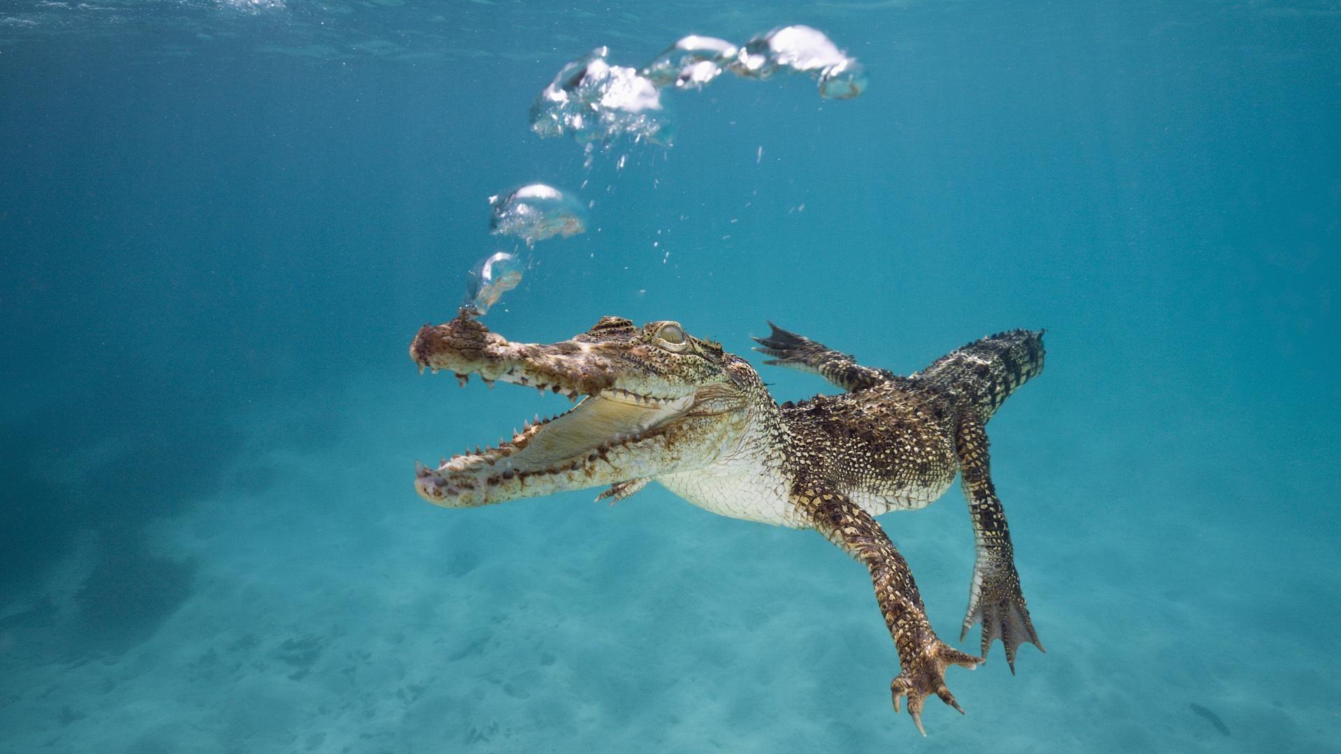 Alligator Wallpapers - Wallpaper Cave