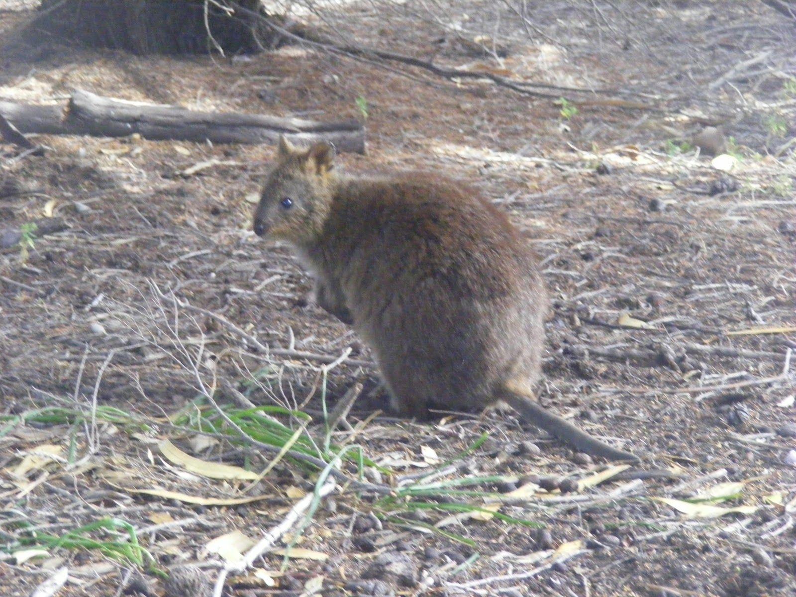 Quokka Wallpapers - Wallpaper Cave