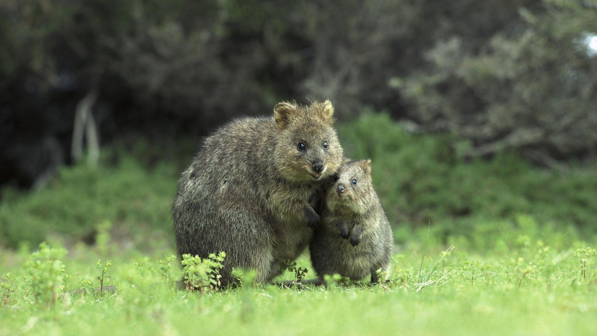 Quokka Wallpapers - Wallpaper Cave