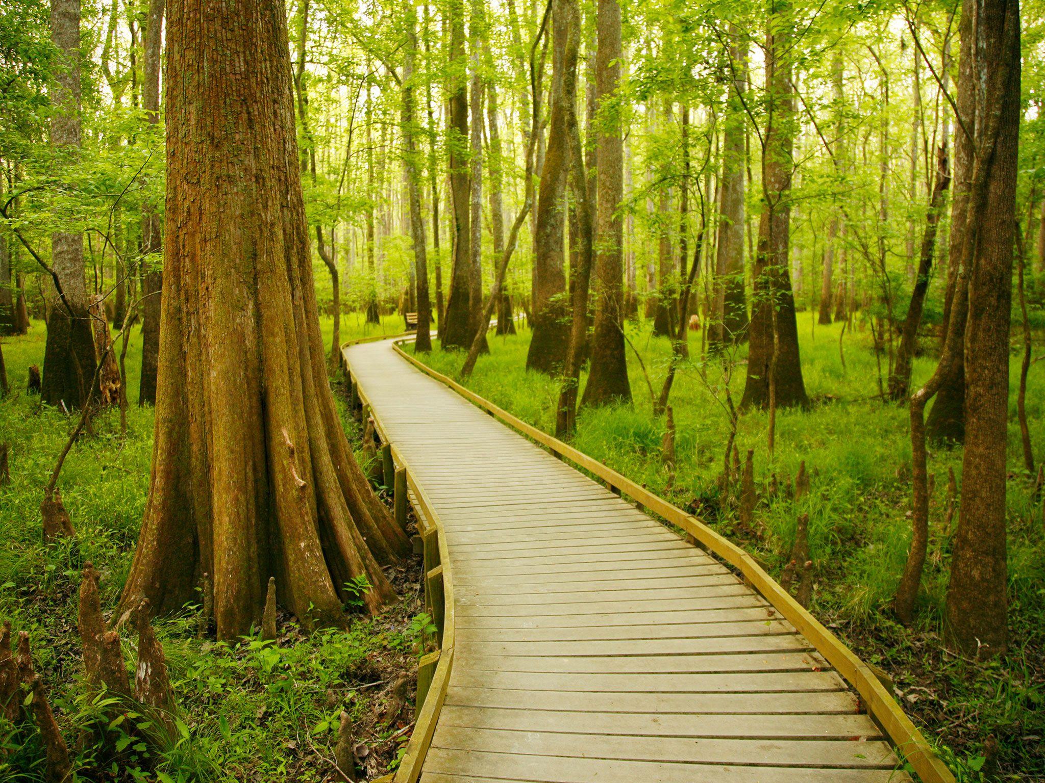 Congaree National Park Wallpapers - Wallpaper Cave