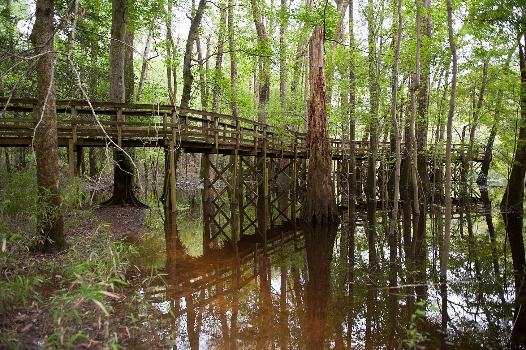Congaree National Park Wallpapers - Wallpaper Cave