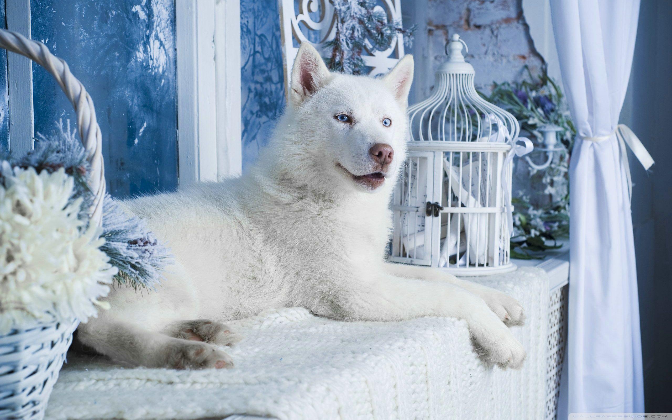 Huskies Dogs In Winter Wallpapers - Wallpaper Cave