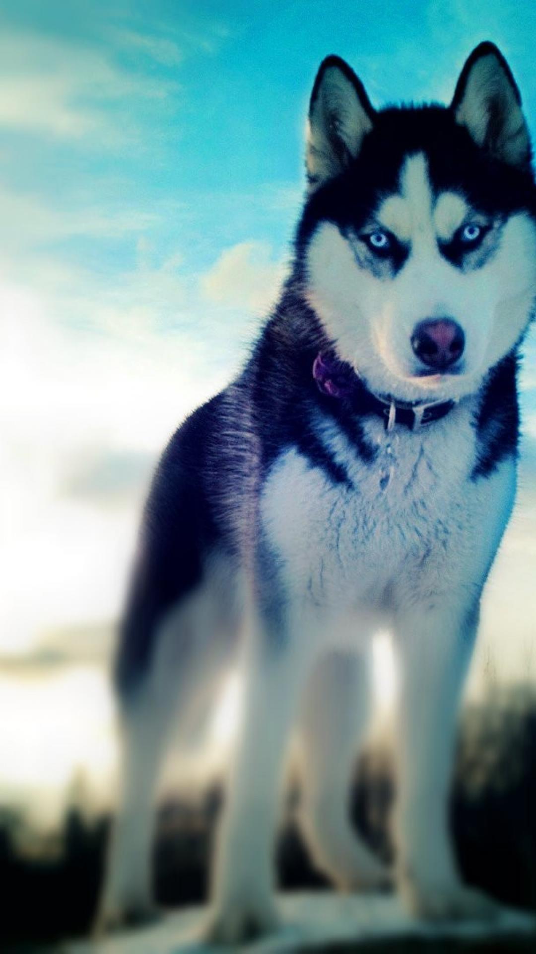 Huskies Dogs In Winter Wallpapers - Wallpaper Cave