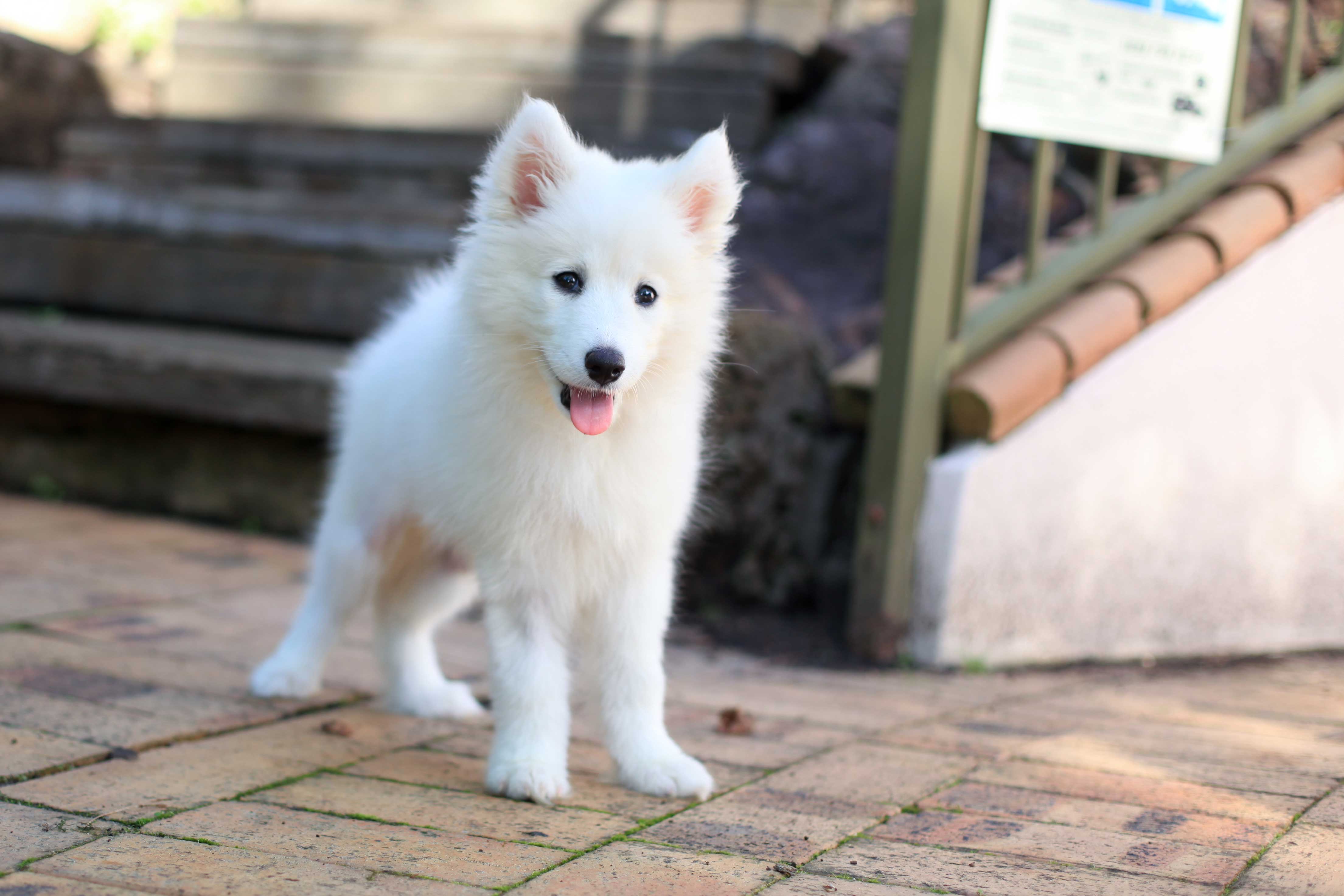 Samoyed Lab Mix Puppies