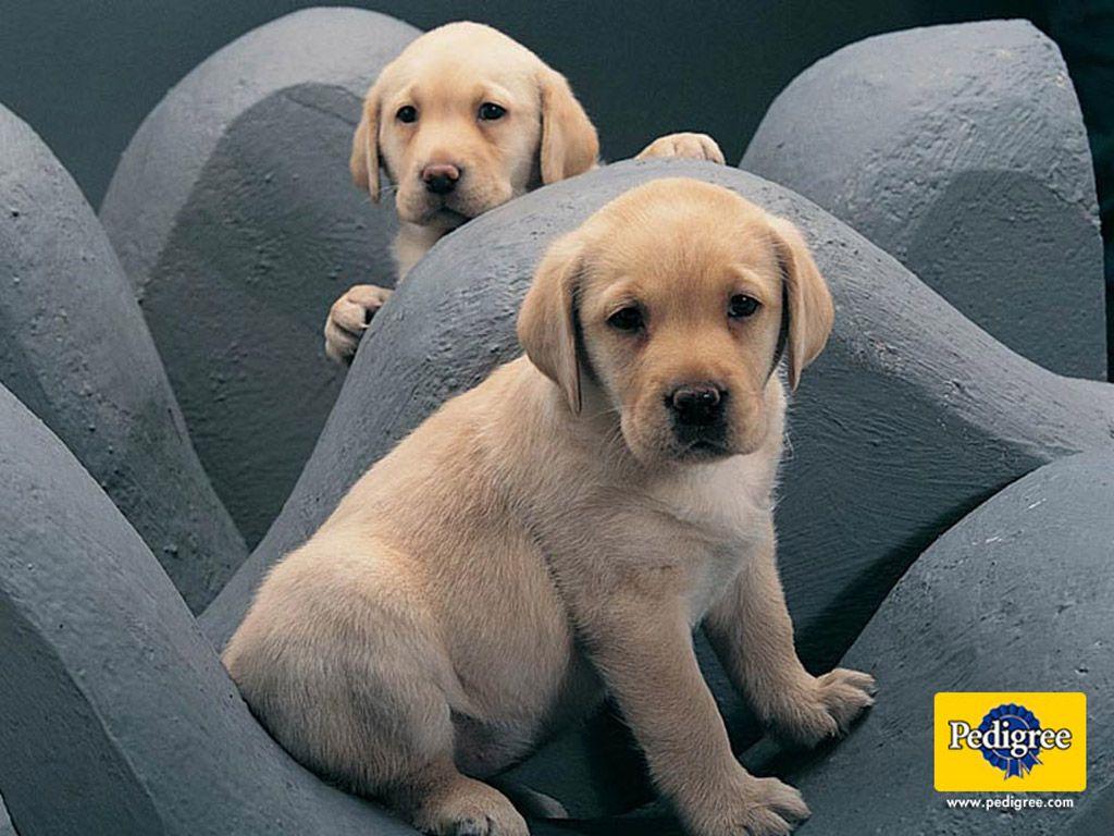 Mix Puppies Wallpapers - Wallpaper Cave