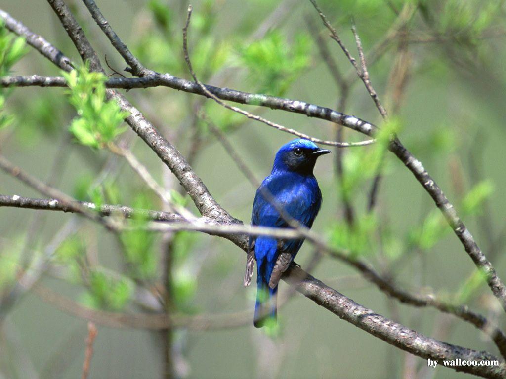 Lovely Twig Wallpapers - Wallpaper Cave