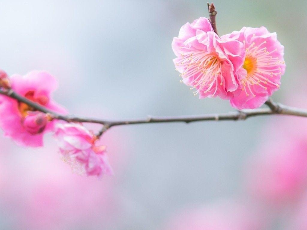 Lovely Twig Wallpapers - Wallpaper Cave