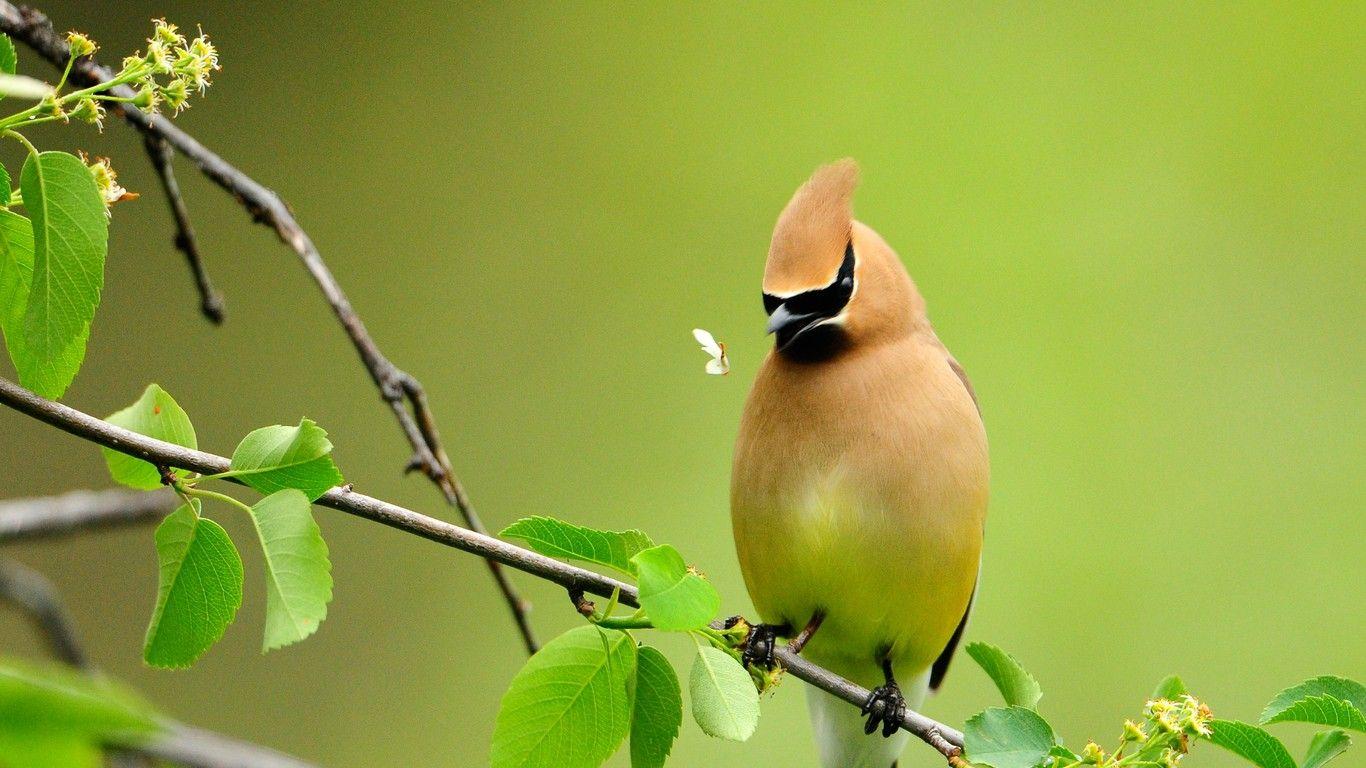 Lovely Twig Wallpapers - Wallpaper Cave