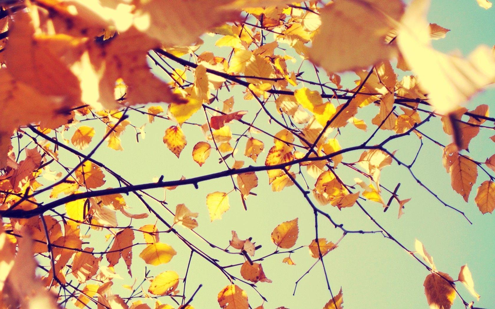 Lovely Twig Wallpapers - Wallpaper Cave