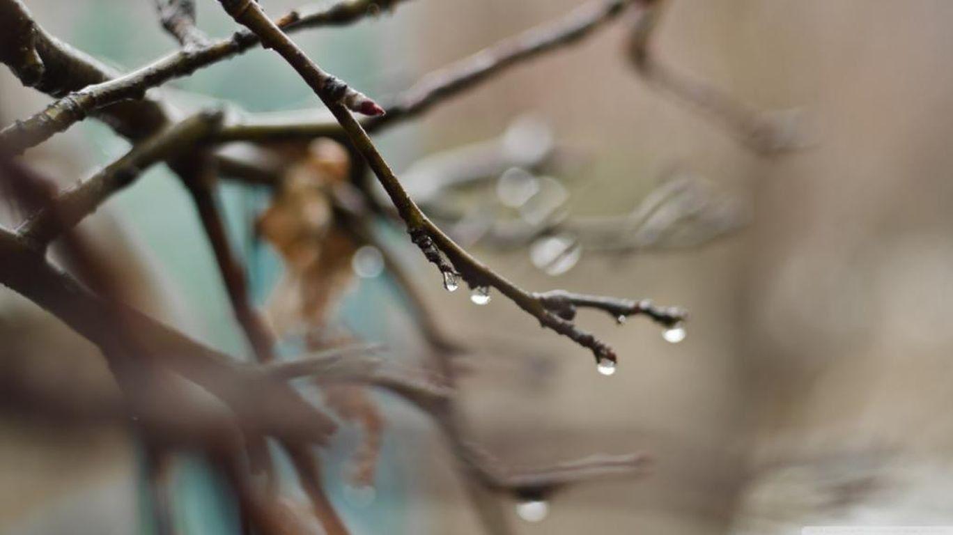 Lovely Twig Wallpapers - Wallpaper Cave