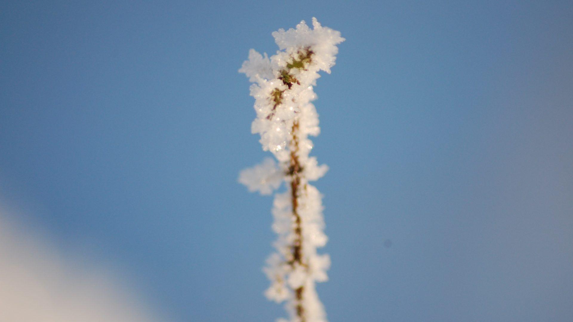 Lovely Twig Wallpapers - Wallpaper Cave