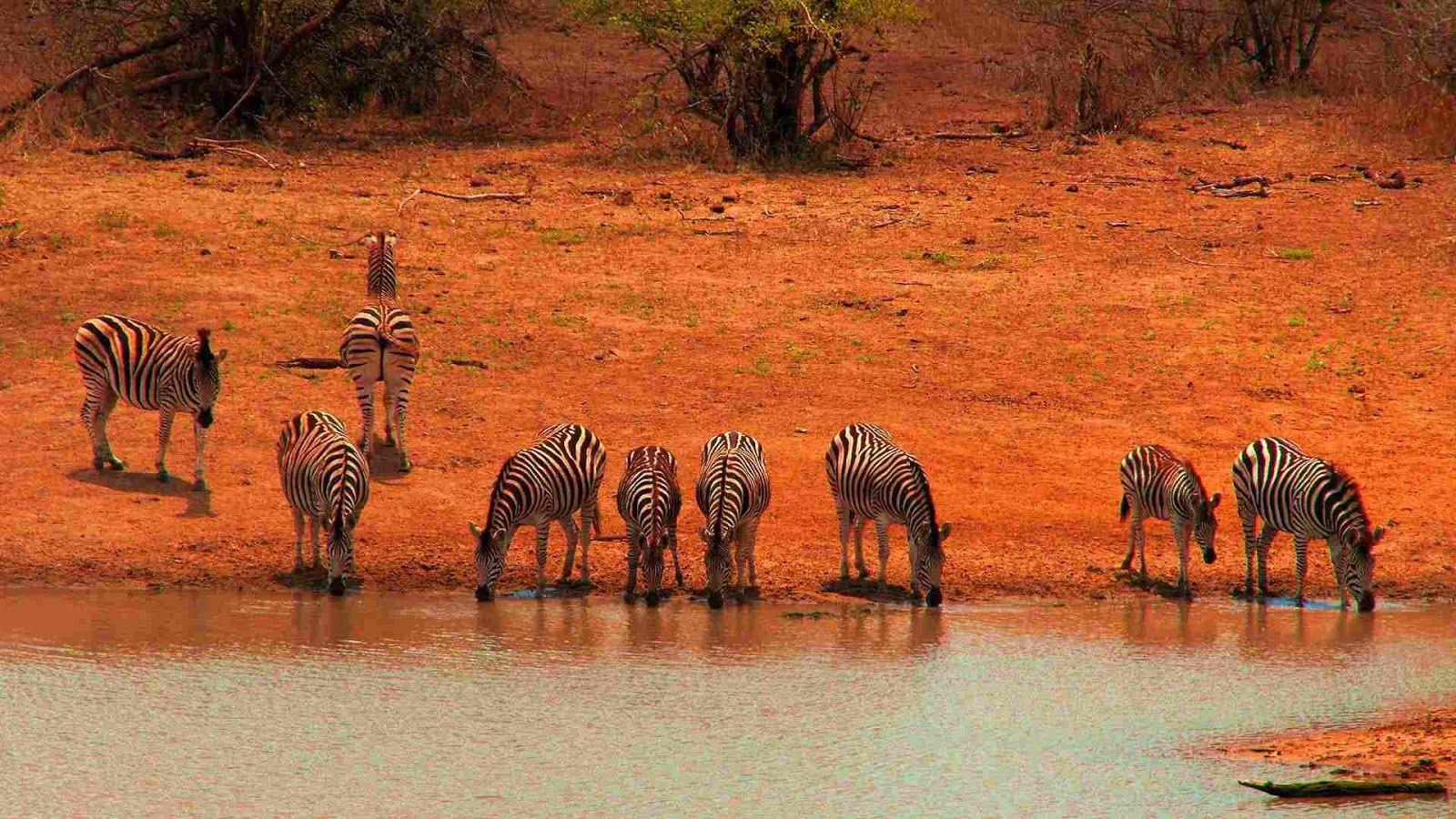 Kruger National Park Wallpapers - Wallpaper Cave