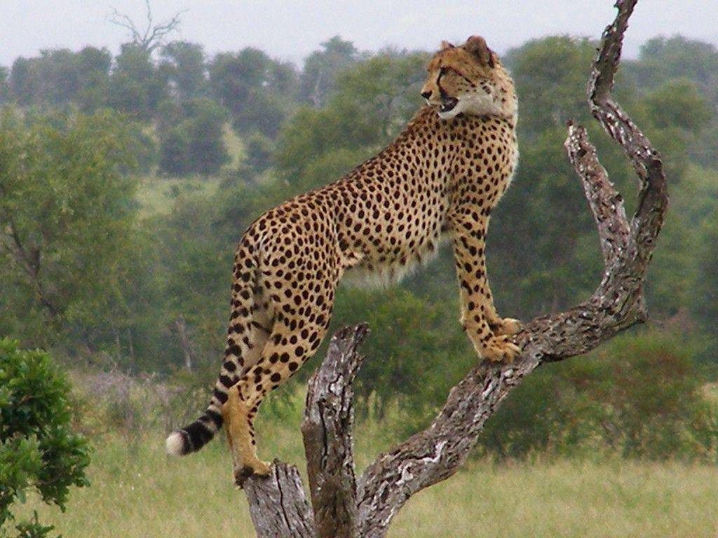 Kruger National Park Wallpapers - Wallpaper Cave