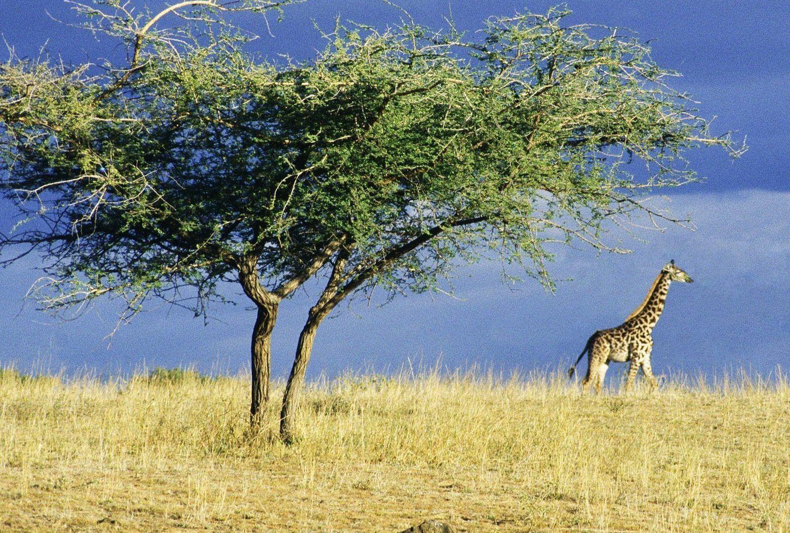 Kruger National Park Wallpapers - Wallpaper Cave