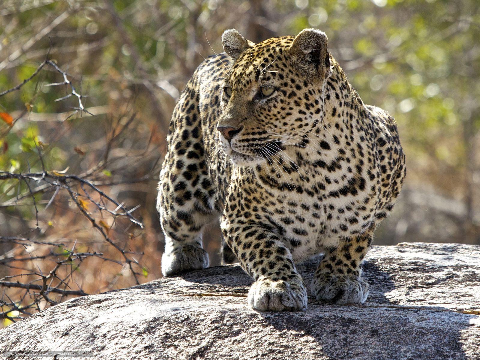 Kruger National Park Wallpapers - Wallpaper Cave