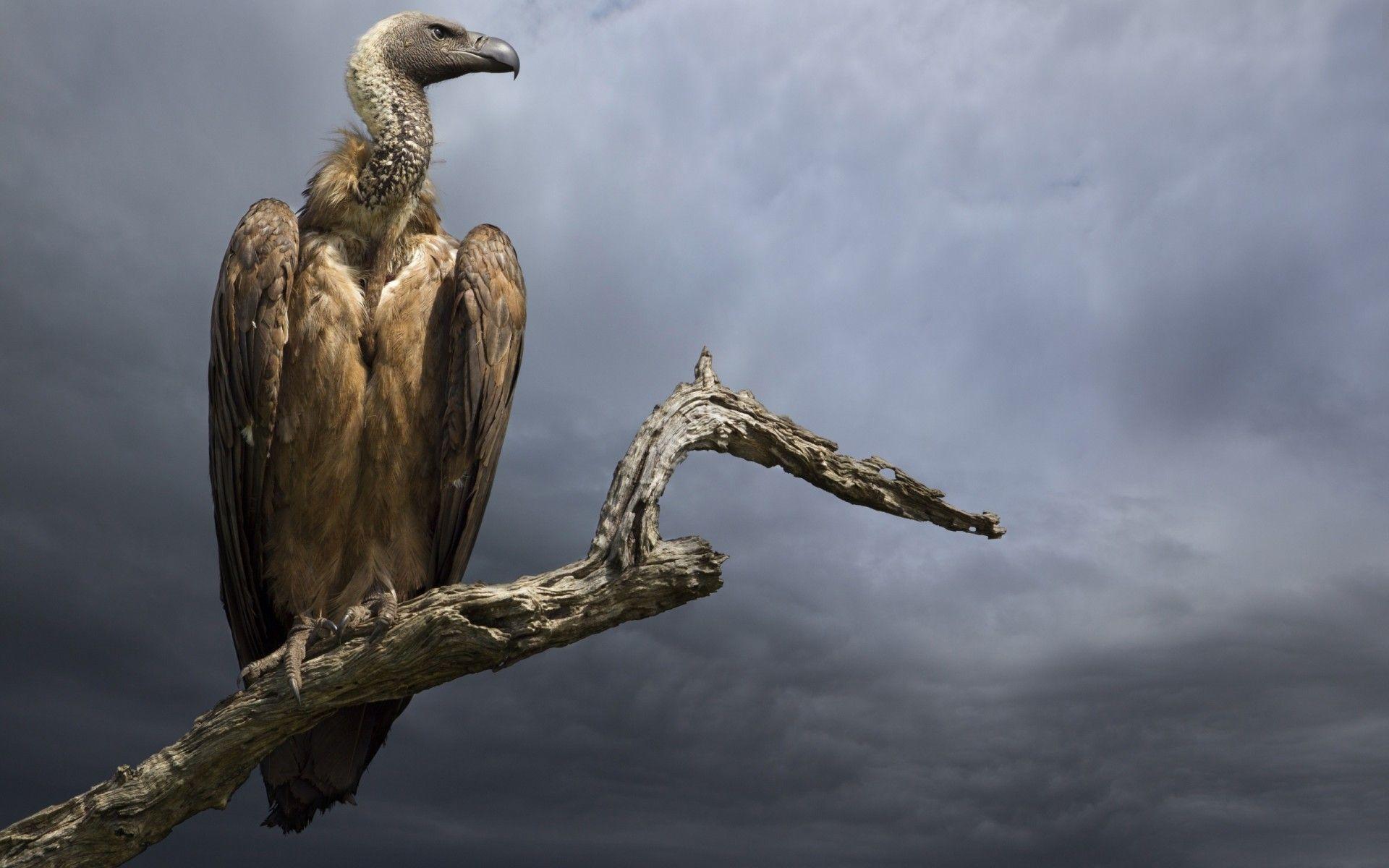 Kruger National Park Wallpapers - Wallpaper Cave